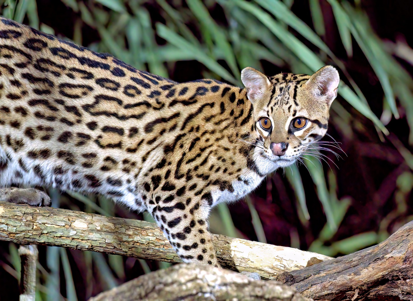 New large mammals discovered roaming Colombian park