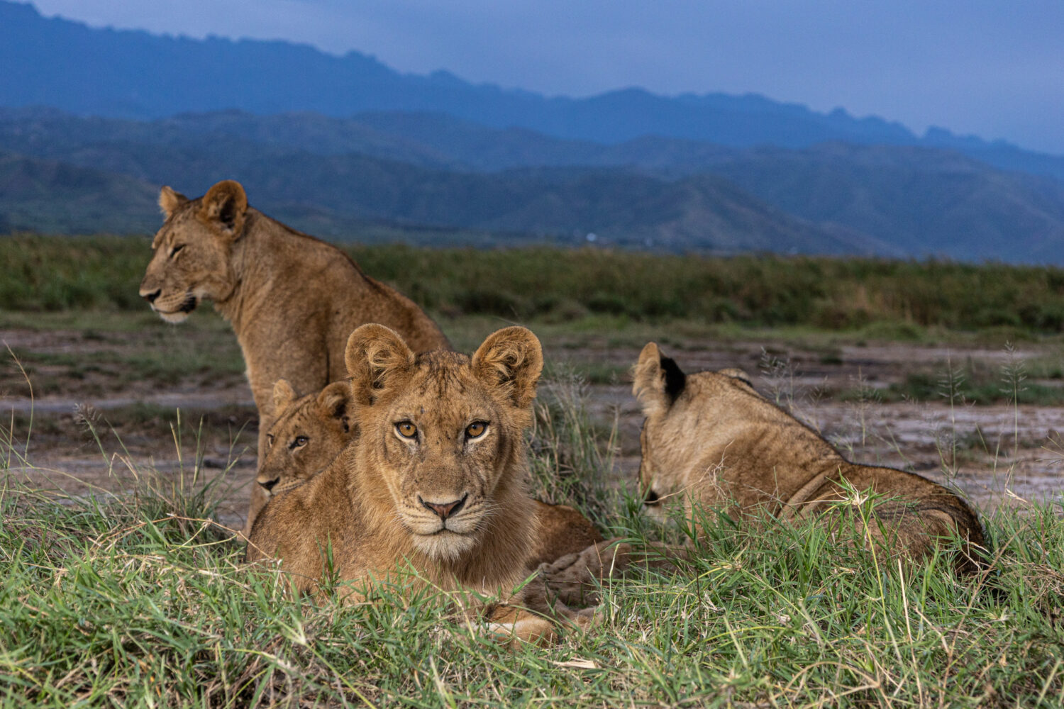 Uganda’s lion population is in danger, new survey finds