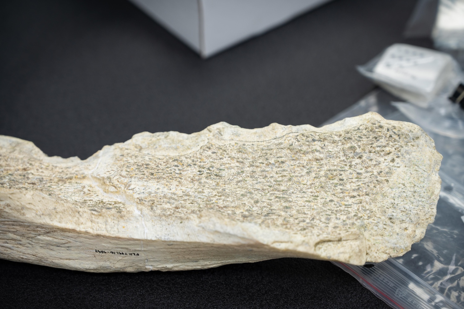 1.5-million-year-old bone tools discovered in Olduvai
