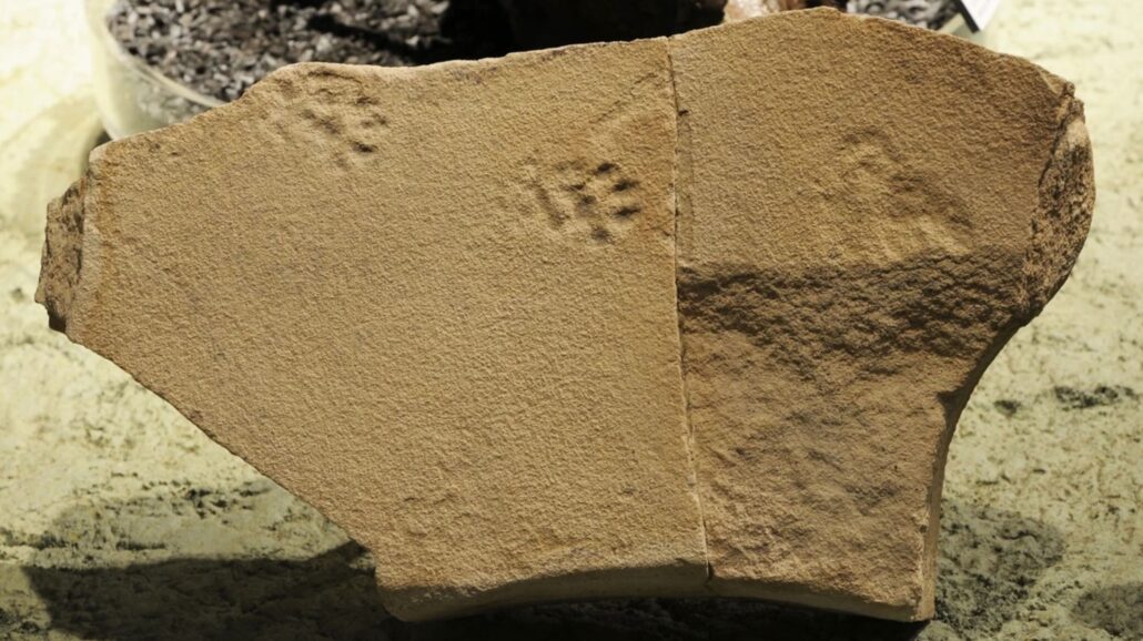 Prehistoric animal footprints discovered at Oregon park