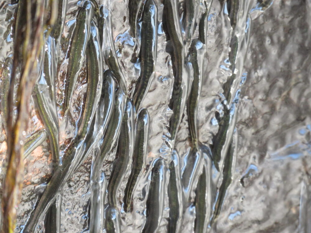 Tiny fish documented climbing tall waterfall between two African ...